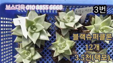 보스다육 창종류 실생했는 아이들 듬북담아 드립니다~~꼭 보세요~♡ Youtube