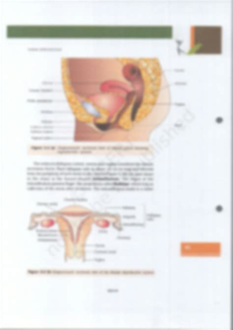 Solution Human Reproduction Ncert Highlights Studypool
