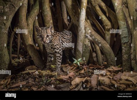 Ocelot Leopardus Pardalis Camera Trap Image Nicoya Peninsula Costa