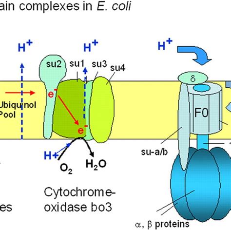 Respiratory Chain Complexes Ine Coli Under Aerobic Growth Conditions