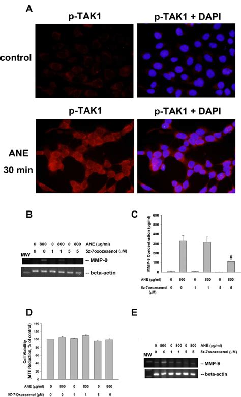 Role Of Tak1 Activation In Ane Induced Mmp 9 Expressionsecretion A