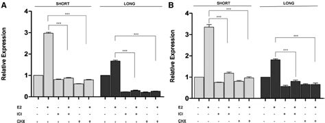 E2 Induced Cdc6 Expression Requires Er And De Novo Protein Synthesis
