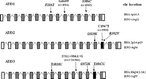 Add1 Add2 Add3 Gene Structure And Single Nucleotide Polymorphism