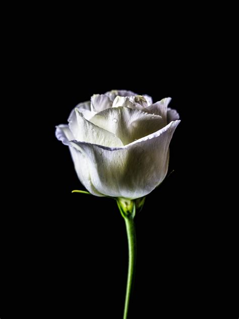 Vernie B Adams Dampier Lawrence County Press