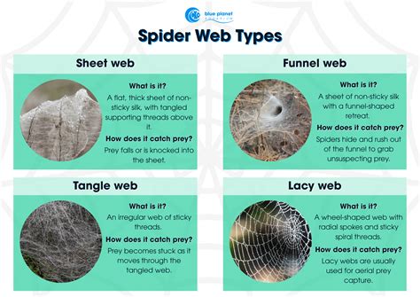 Why Do Spiders Make Webs Blue Planet Aquarium
