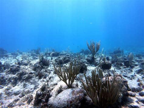 Coral Larvae Make Homes Where Ocean Sounds The Healthiest Oceanographic
