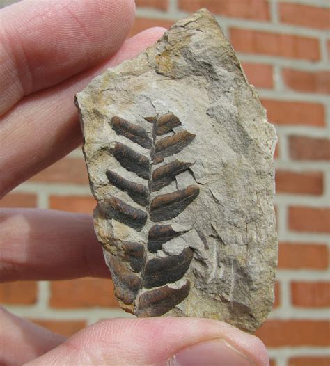 Views Of The Mahantango A Couple Of Carboniferous Plant Fossils From Spain