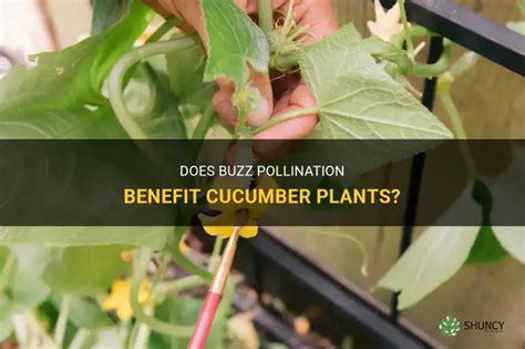 Does Buzz Pollination Benefit Cucumber Plants Shuncy