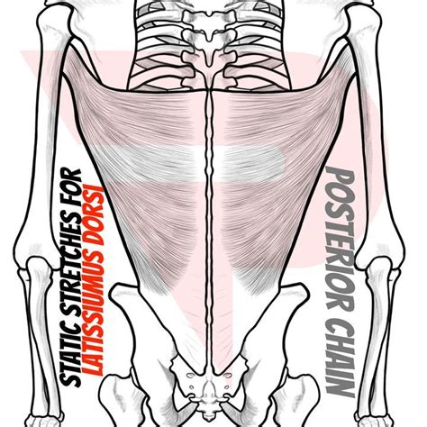 List Of Common Compensation Patterns And Movement Dysfunctions Artofit