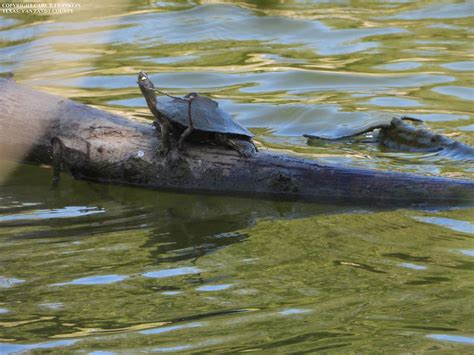 Sabine Map Turtle Texas Turtles