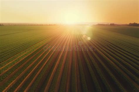 Aerial View Of A Farm With Precision Planted Rows Created With