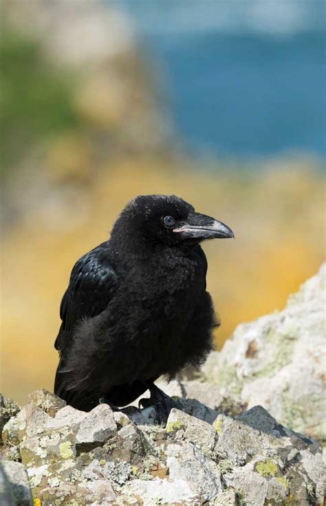Raven Fledgling On Skomer Island Pembrokeshire Moments