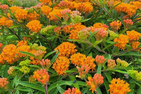 Best Native Milkweed Species For Monarch Butterflies Mygardenlife