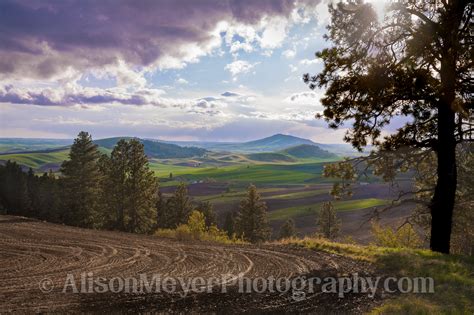 Alison Meyer Photography