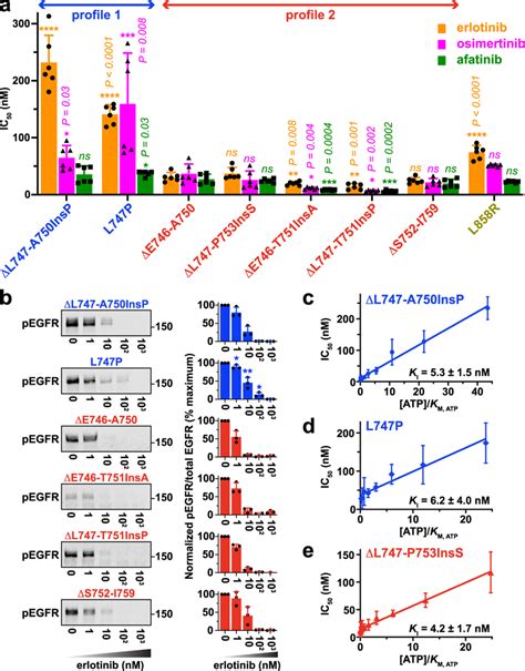 Quantitation Of In Vitro Inhibitor Sensitivity Of Other Egfr Exon 19 Download Scientific
