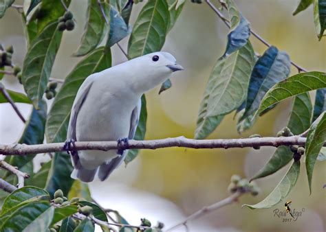 Cotinga Blanca Snowy Cotinga Carpodectes Nitidus Flickr