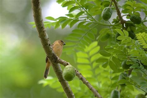 Bird Seed Eater Wildlife Free Photo On Pixabay Pixabay