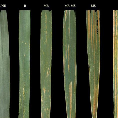 Sample Leaf Image Of Each Class [19] Download Scientific Diagram