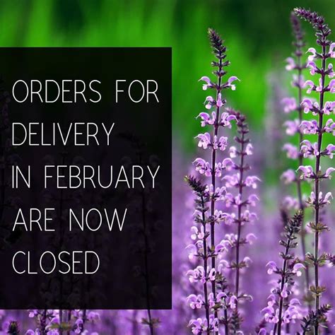 Orders Are Closed Off For February Silver Belle Design