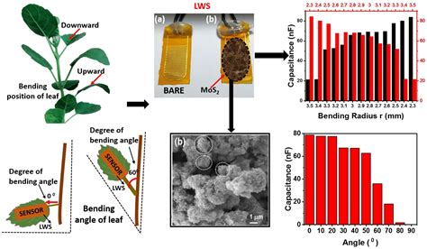 Investigating An Impact Of Leaf Bending Radius And Angle For Flexible