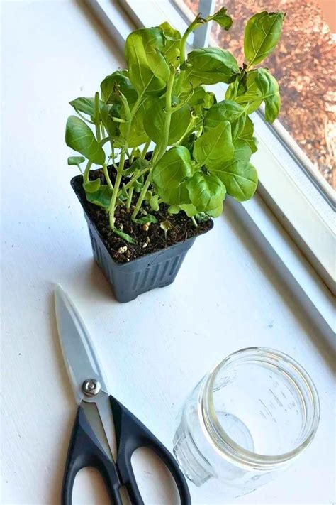 Growing Basil From Cuttings An Easy And Fun Guide