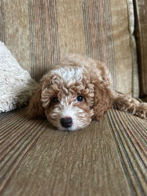 Pups Yoga On Linkedin Toy Cockapoos Are Back At Pups Yoga 🐾 Heres