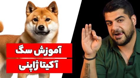 آموزش سگ جاپانیز آکیتا همراه با نکاتی برای صاحبین این نژاد سگ Youtube