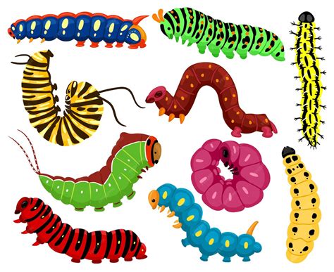 Orugas De Dibujos Animados Lindos Insectos De Verano Oruga Colorida