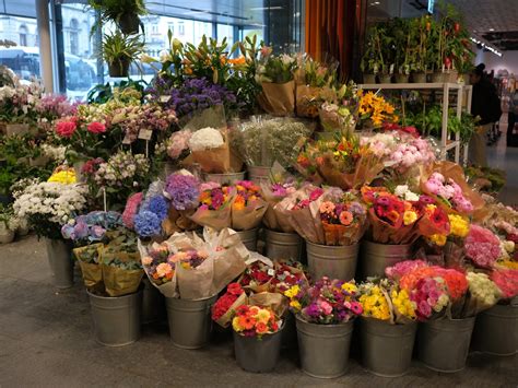 Zh 계절 꽃 국화 꽃 꽃 가게 꽃 공급 업체 꽃 양동이 꽃 판매 꽃꽂이 꽃다발 꽃이 피는 다양한 꽃 도시 꽃집 도시 원예 도시의 마구간 모란