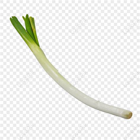맛있는 신선한 파하나대파야채 Png 일러스트 무료 다운로드 Lovepik 맛있는 신선한 파하나대파야채 Png 일러스트 무료 다운로드 Lovepik