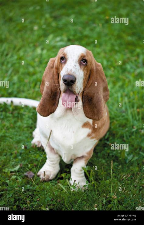 Basset Hound Full Grown