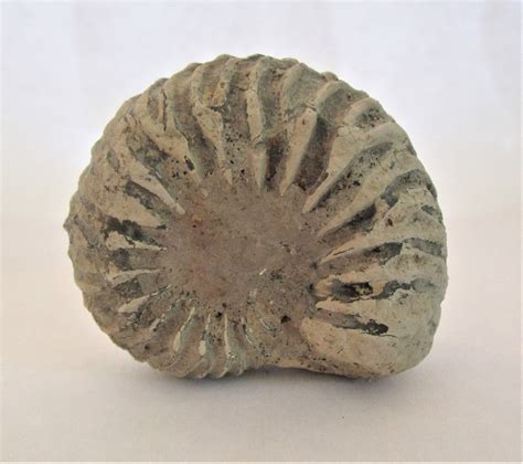 Identification Ammonite Plus Un Probable Fossile Demandes D