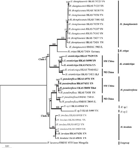 FIGURE Phylogenetic Tree Inferred From Most Likelihood ML Analysis Download Scientific