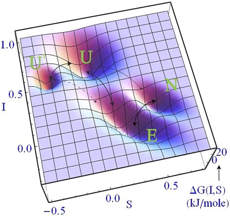 Loop And Stem Dynamics During Rna Hairpin Folding And Unfolding