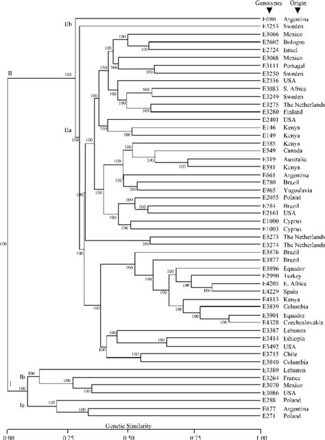 dendrogram showing clustering pattern of 52 bread wheat genotypes based