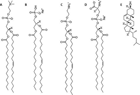 Structure Of Common Membrane Phospholipids And Cholesterol A