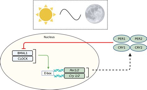 Molecular Clock Software At Andrew Freeman Blog