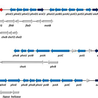 Mcp Gene In Genome Sequences Of A Tumefaciens GW4 AWGV00000000 H Download Scientific