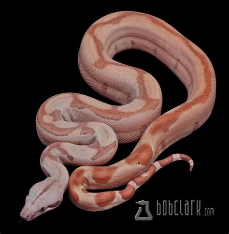 Pythons And Reptiles For Sale Bob Clark