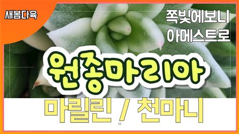 12월13일 화 특가로 만나보세요 원종마리아 아메스트로 마릴린 다육키우기 식물 힐링 재테크 구독 화분 행복 착한가격입니다 ~~ Youtube