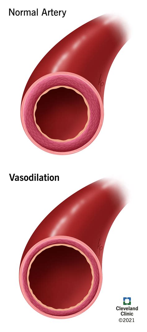 Vasodilation Từ Điển Chi Tiết Và Ứng Dụng Trong Y Học