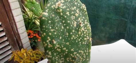How To Get Rid Of Scale Insects On Cactus Farm City State Farm