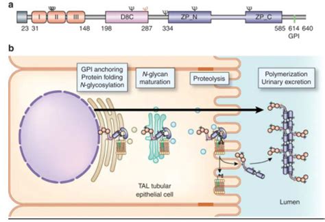 Uromodulin Medpage