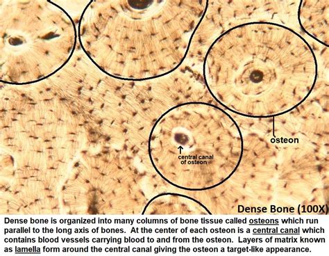 Bone Under Microscope Labeled Solved 2a An Image Of A Section Of A