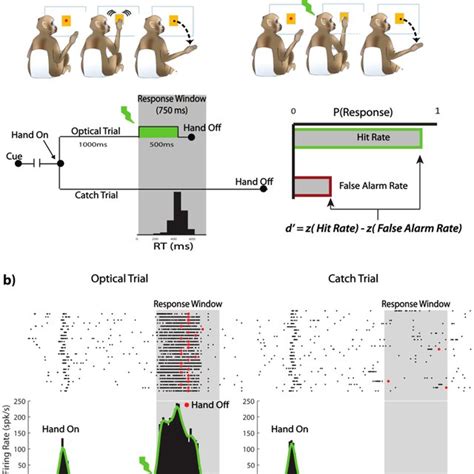 Pdf Detection Of Optogenetic Stimulation In Somatosensory Cortex By