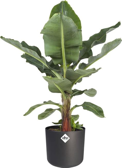 Choix De Vert Musa Dwarf Cavendish Tropicana Aka Bananier Pot De
