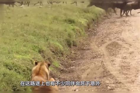 陷入泥潭角马遭狮子捕杀，不愿屈服朝着狮子顶去，镜头拍下全程！狮子角马泥潭