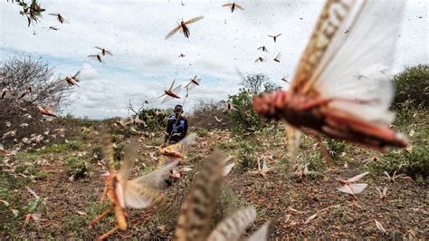 locust swarm video