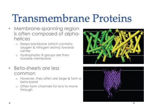Cell Phys Lec 4 Not Done Flashcards Quizlet