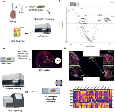 Frontiers Immune Monitoring For Advanced Cell Therapy Trials In Transplantation Which Assays